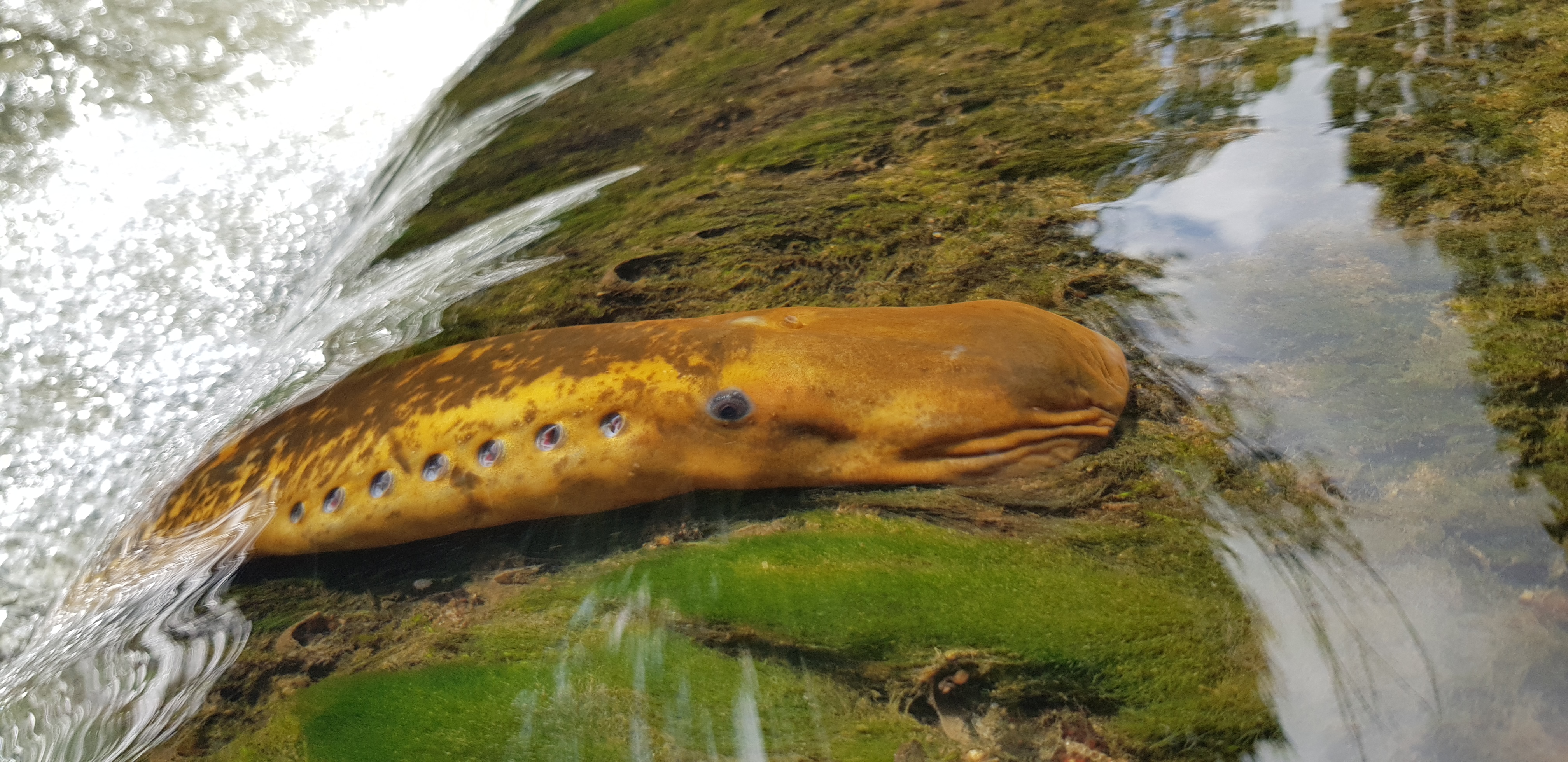 Zoom sur les poissons migrateurs | Parc des Marais du Cotentin